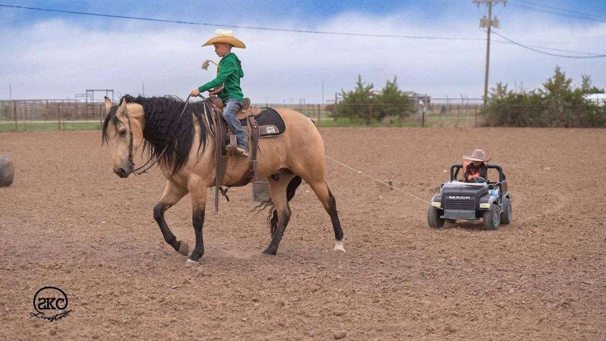 Hugo - the Total Package 5 Yr Old Buckskin AQHA Gelding!