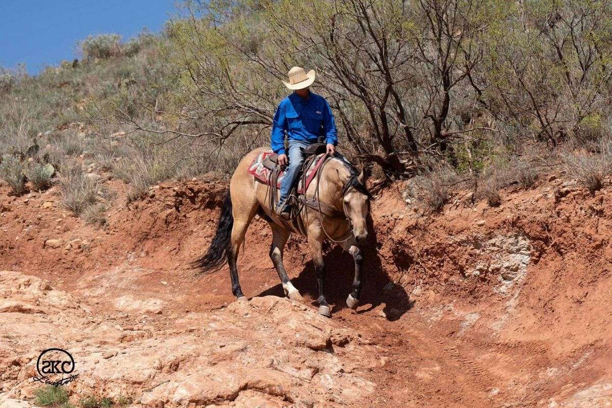 Hugo - the Total Package 5 Yr Old Buckskin AQHA Gelding!
