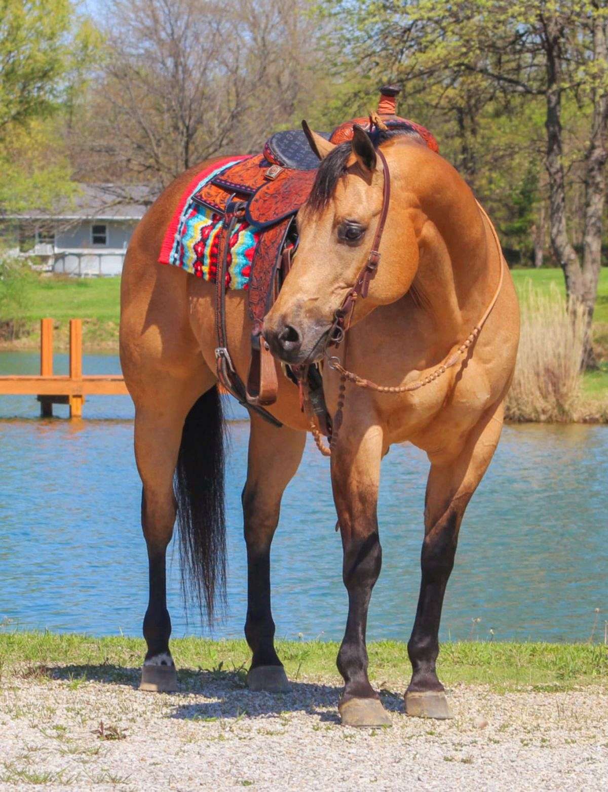 Dillon - Family Horse Deluxe 7 Yr Old Buckskin AQHA Gelding!