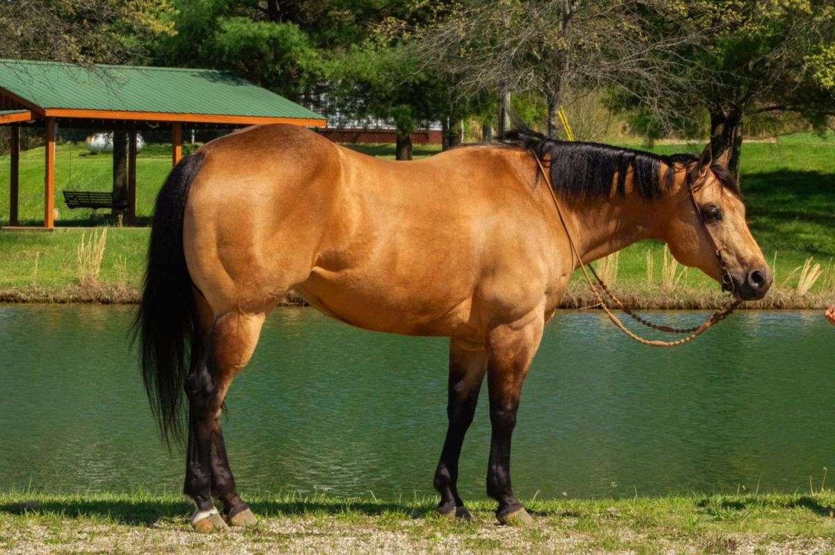 Dillon - Family Horse Deluxe 7 Yr Old Buckskin AQHA Gelding!