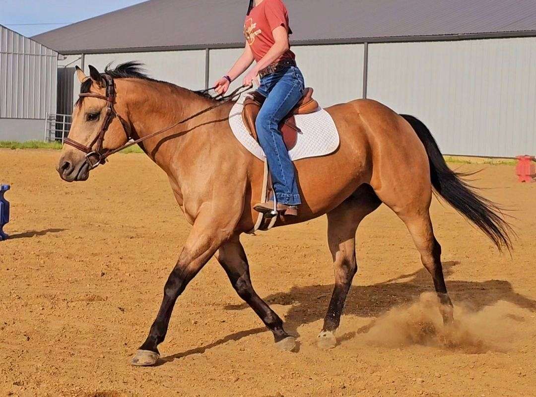 Dillon - Family Horse Deluxe 7 Yr Old Buckskin AQHA Gelding!