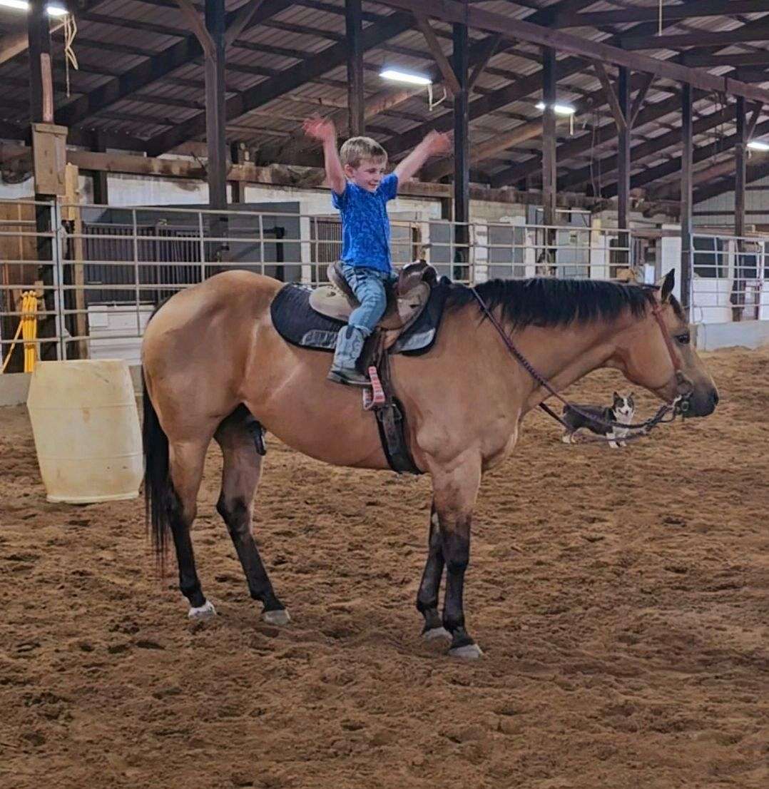 Dillon - Family Horse Deluxe 7 Yr Old Buckskin AQHA Gelding!