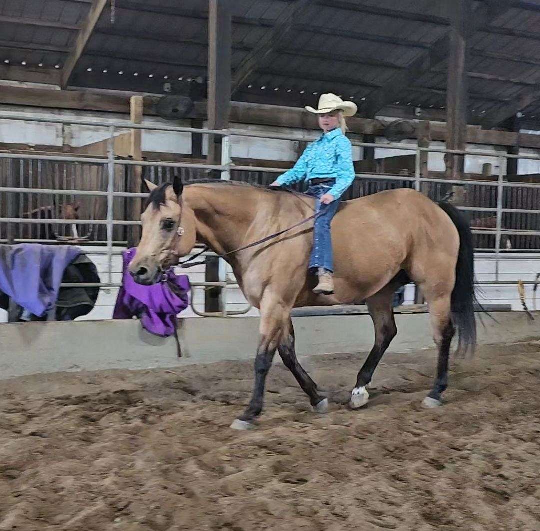 Dillon - Family Horse Deluxe 7 Yr Old Buckskin AQHA Gelding!