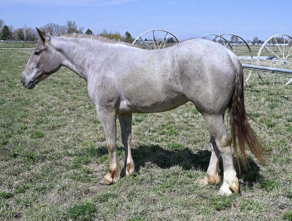 Dazzle - a Total Dream Horse 4 Yr Old Strawberry Roan Crossbred Mare!