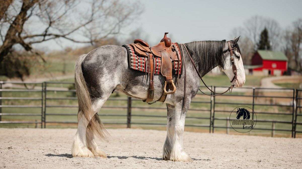 Clyde - the All Around Package 5 Yr Old Blue Roan Clydesdale Gelding!