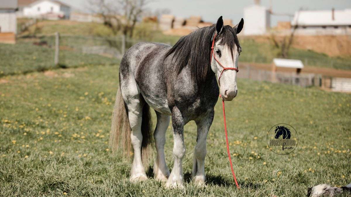 Clyde - the All Around Package 5 Yr Old Blue Roan Clydesdale Gelding!