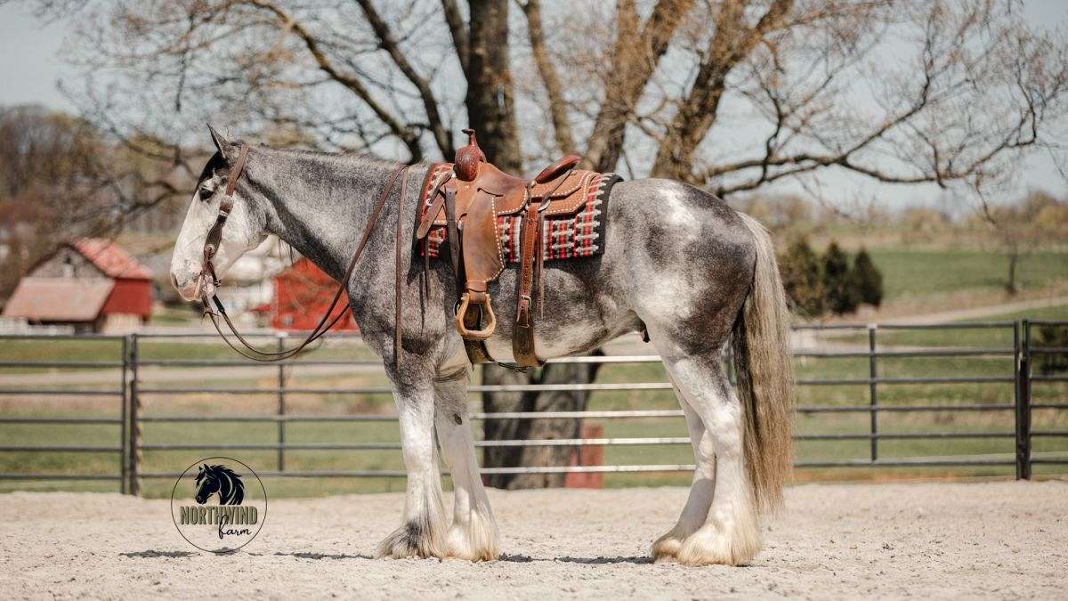 Clyde - the All Around Package 5 Yr Old Blue Roan Clydesdale Gelding!
