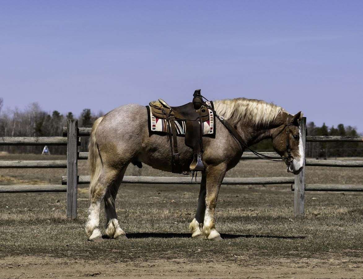 Cheeto - Solid Driving & Trail Horse 4 yo Strawberry Roan Belgian Gelding!