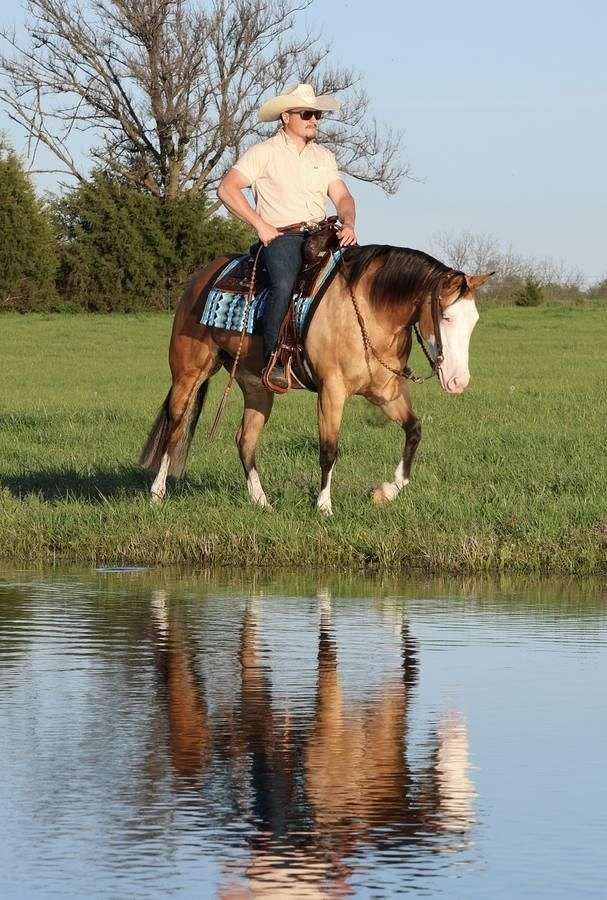 Angel - Outstanding Reining & Rope Horse Deluxe 3 yo Buckskin AQHA Mare!