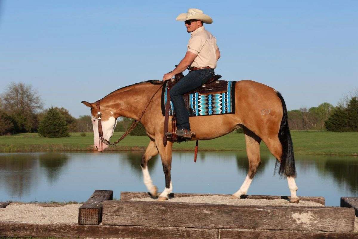 Angel - Outstanding Reining & Rope Horse Deluxe 3 yo Buckskin AQHA Mare!