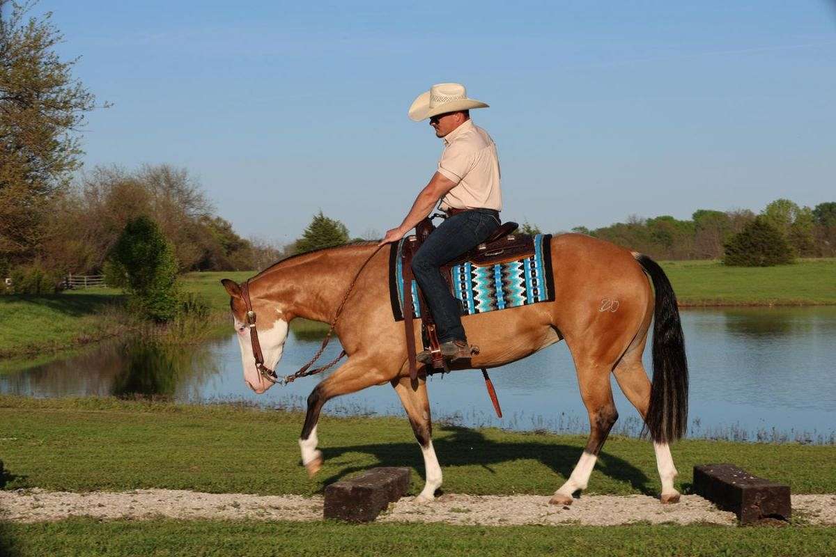 Angel - Outstanding Reining & Rope Horse Deluxe 3 yo Buckskin AQHA Mare!