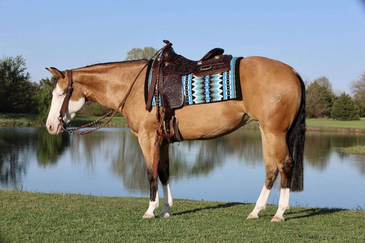 Angel - Outstanding Reining & Rope Horse Deluxe 3 yo Buckskin AQHA Mare!