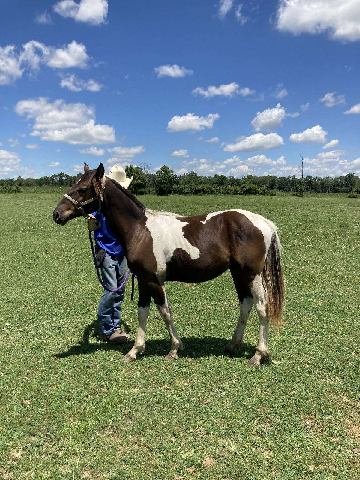 Cyrano De Bergerac: Flashy Paint, Quiet & Bred to Charm
