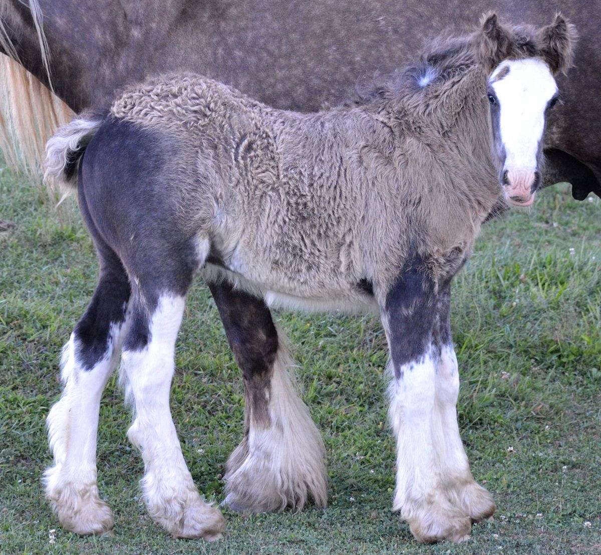 Heavy and Proper 2024 Gypsy Cob Gelding Looking for His Partner-in-Crime