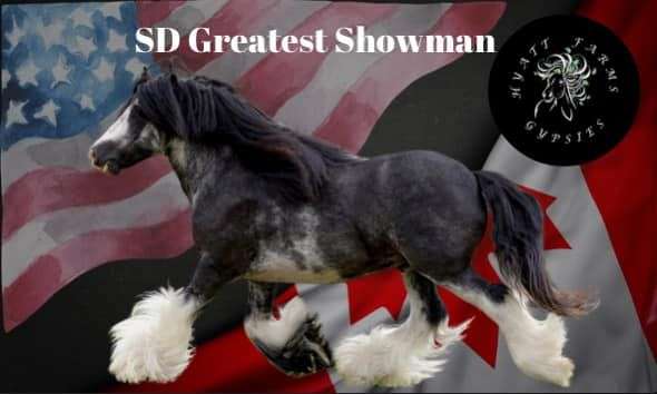 Heavy and Proper 2024 Gypsy Cob Gelding Looking for His Partner-in-Crime