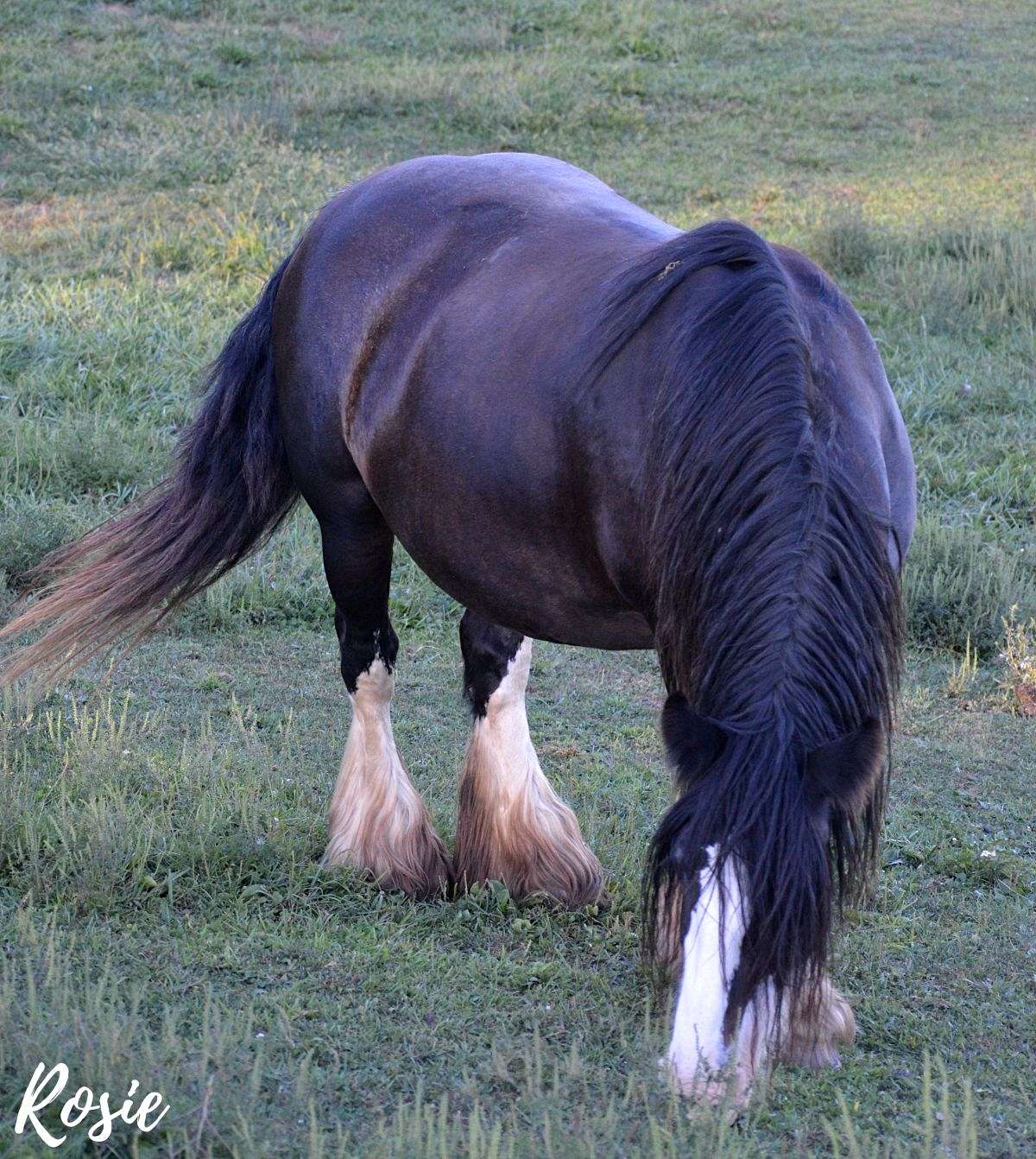 Heavy and Proper Gypsy Vanner Mare in Foal, 2-in-1 in North Carolina