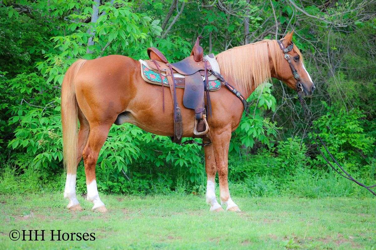 Gentle Sorrel Quarter Horse Gelding, Quiet and Honest, Ranch and Trails