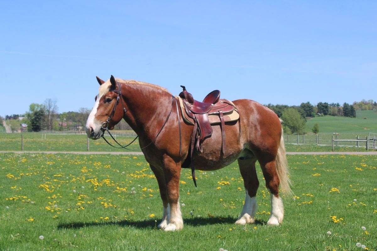Bombproof Belgian Gelding