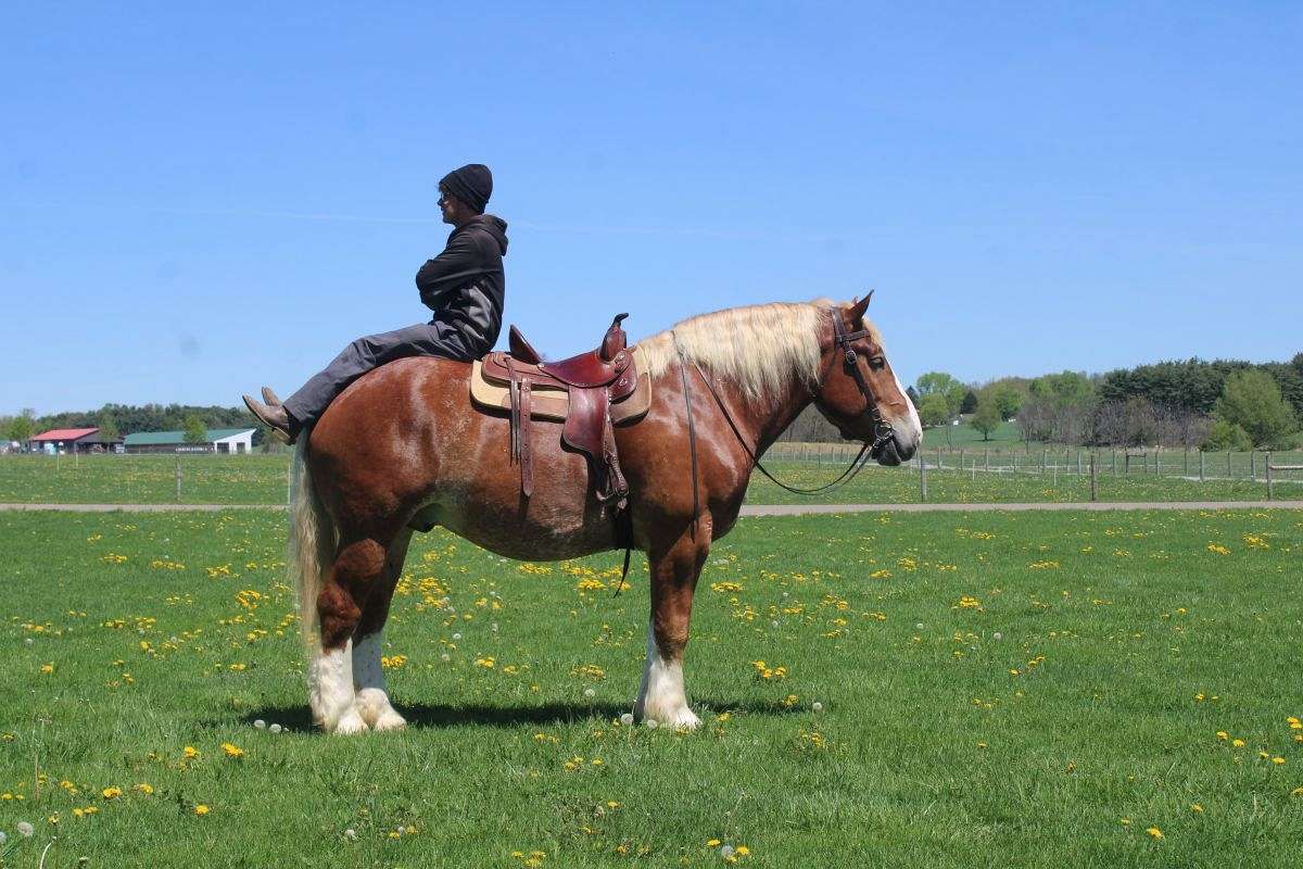 Bombproof Belgian Gelding