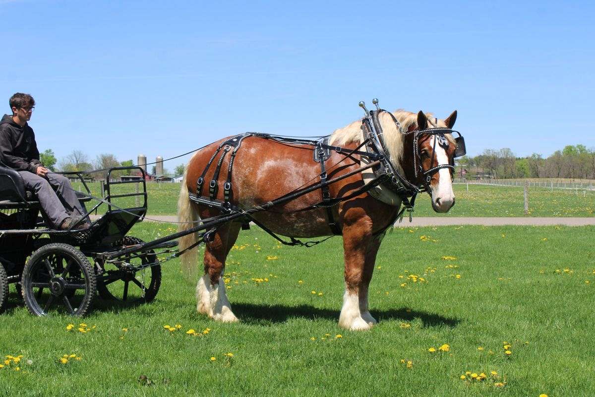 Bombproof Belgian Gelding