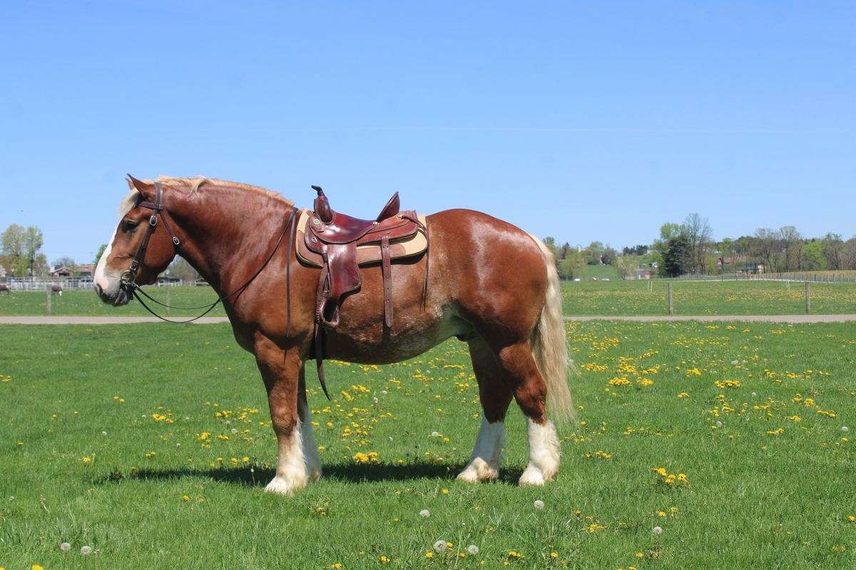 Bombproof Belgian Gelding