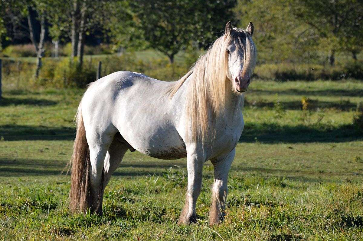 Ready to Make Those Blue Roan Dreams Come True! in North Carolina