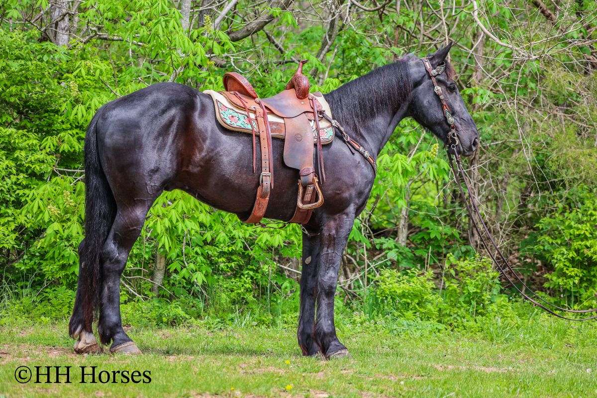Gentle Gaited Registered Friesian Sport Horse Gelding, Ride and Drive