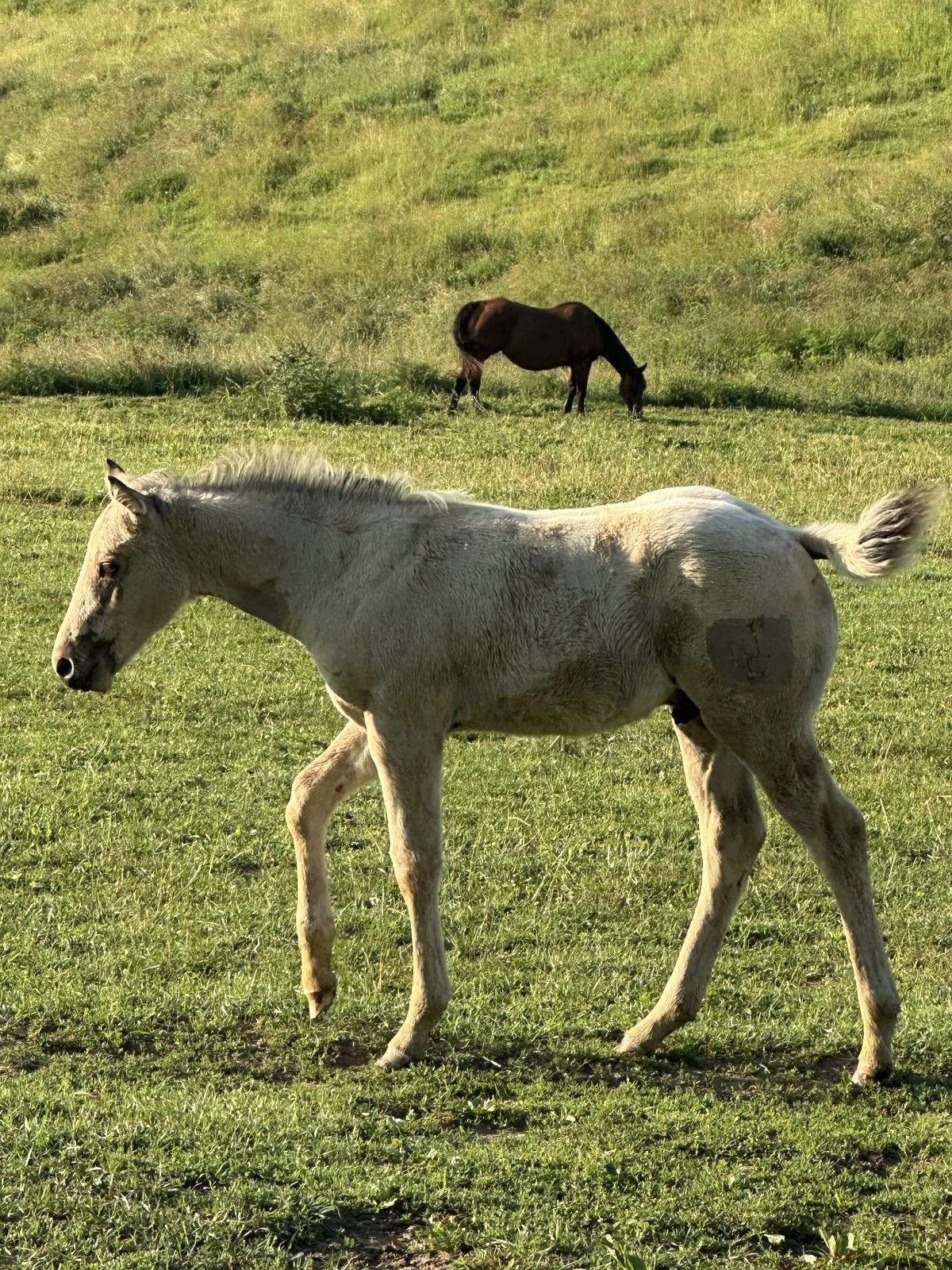 Fancy Dunskin Colt With Excellent Bloodlines!