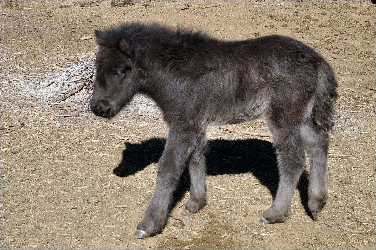 Strong and Powerful Icelandic Filly