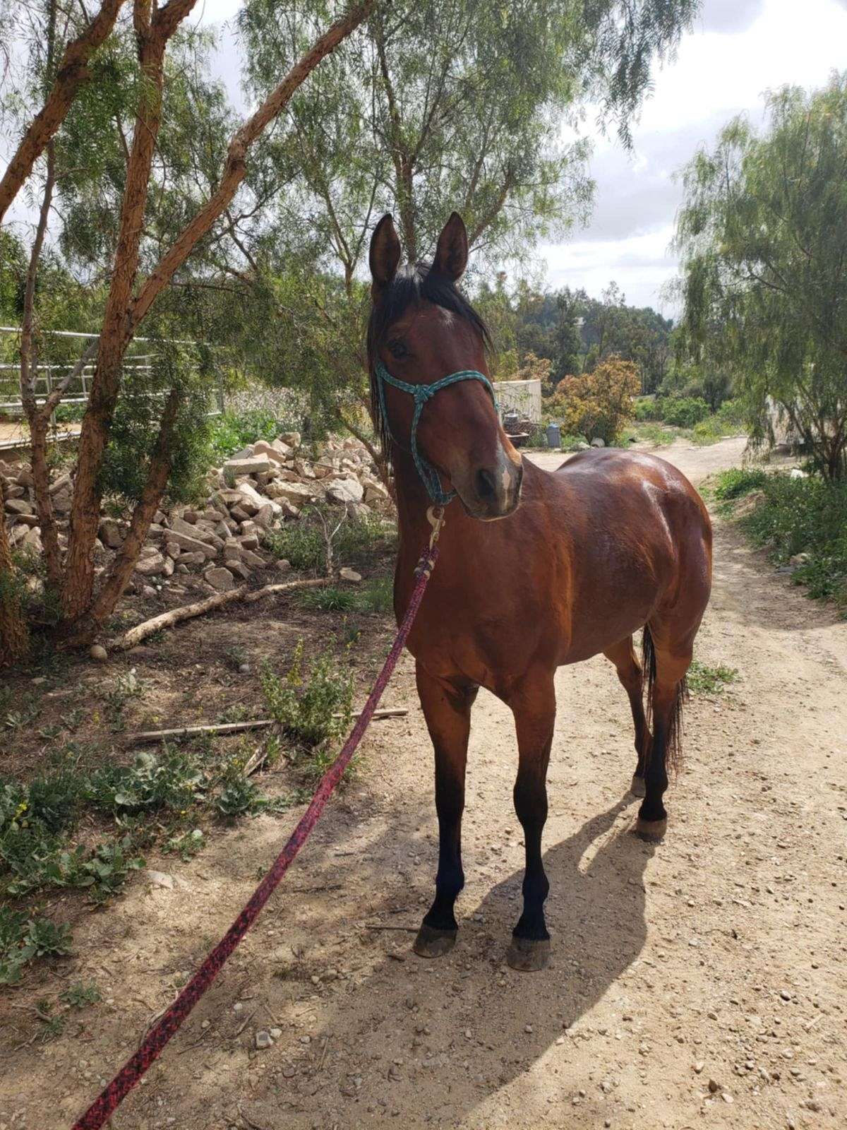 Appendix Gelding 90 Days Under Saddle, 3.5yrs Old