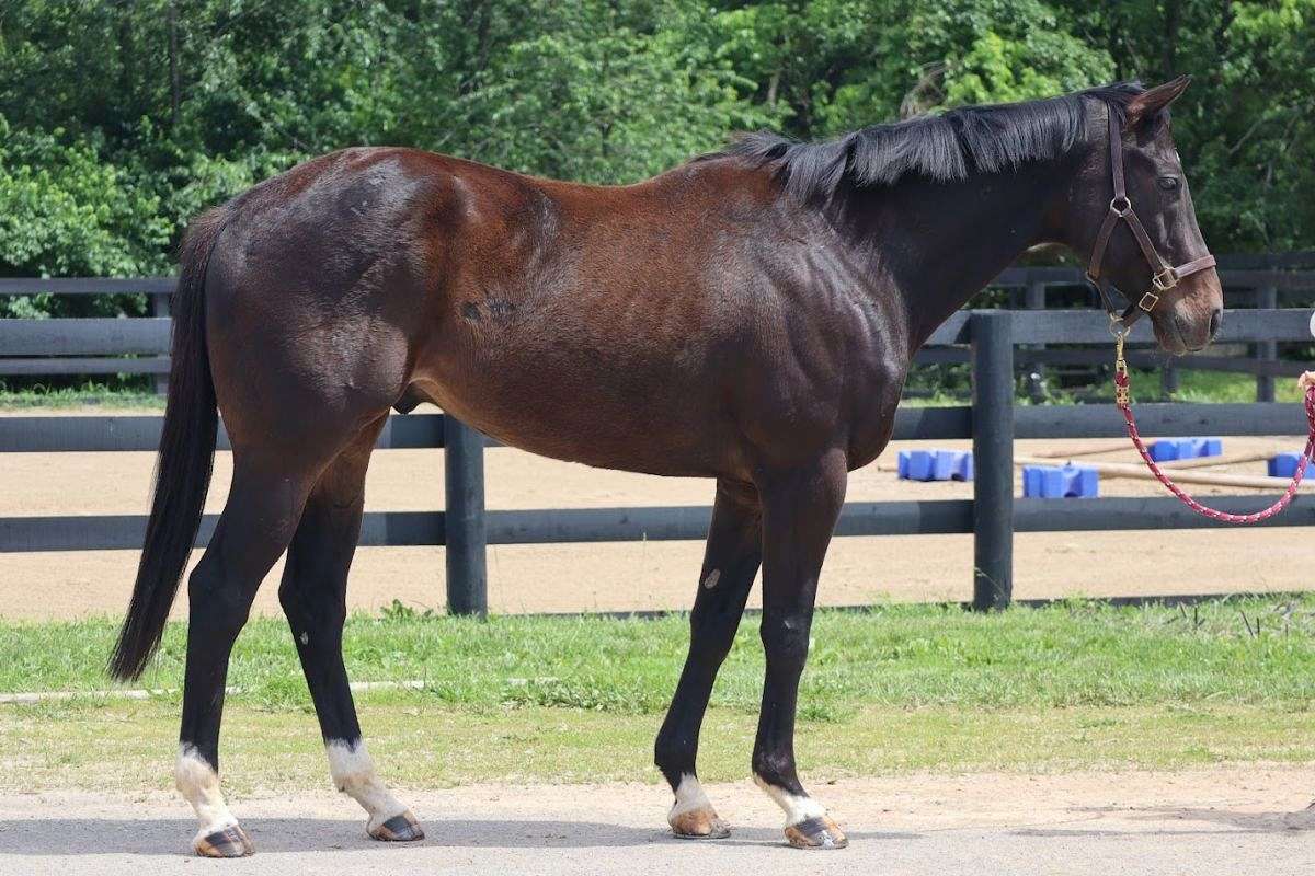 Rrp Eligible! Big, Quiet Gelding for Any Discipline
