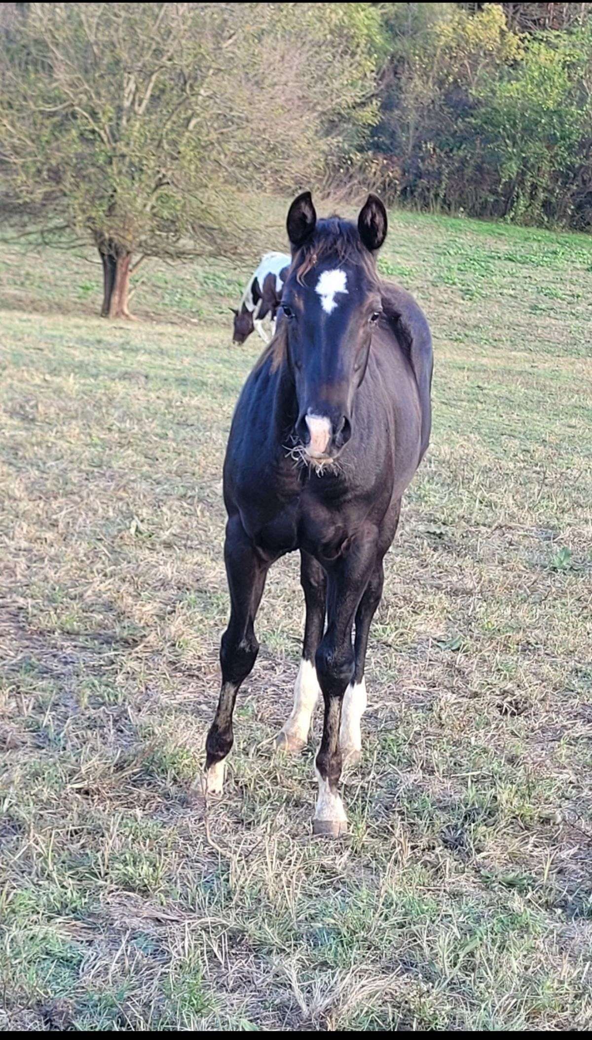 2025 Black APHA Colt - Eugene