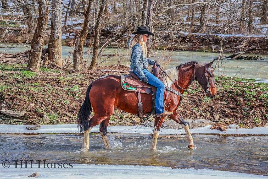 Flashy and Fun Bay and White Tobiano Paint Morgan Crossbred Gelding