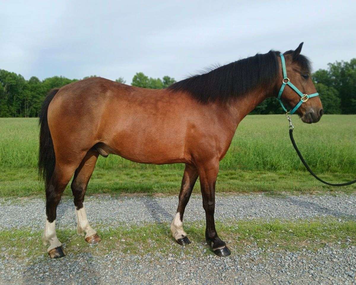 Beau - Adorable Pony Gelding!