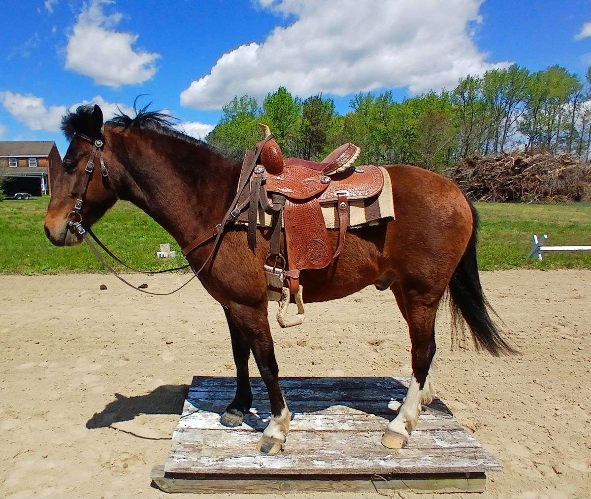 Beau - Adorable Pony Gelding!
