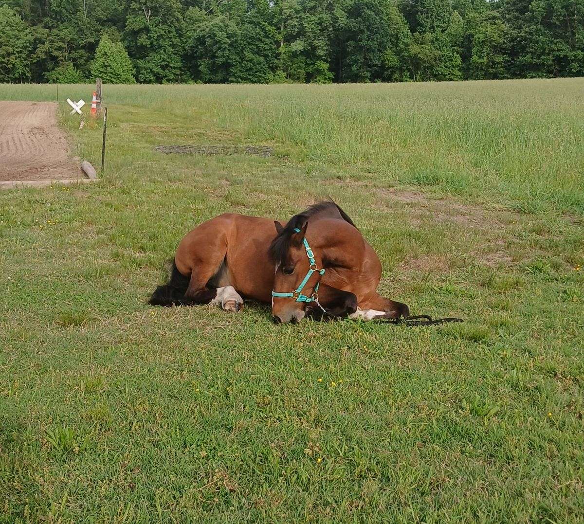 Beau - Adorable Pony Gelding!