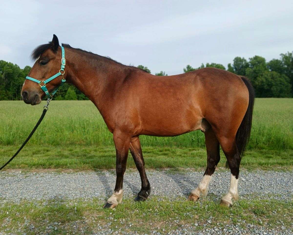 Beau - Adorable Pony Gelding!