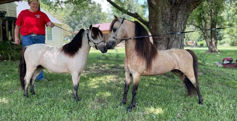 ABRA/AMHA/AMHR/IBHA World Champion Miniature Stallion, Buckeroo Bred