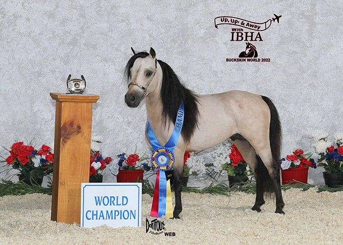 ABRA/AMHA/AMHR/IBHA World Champion Miniature Stallion, Buckeroo Bred