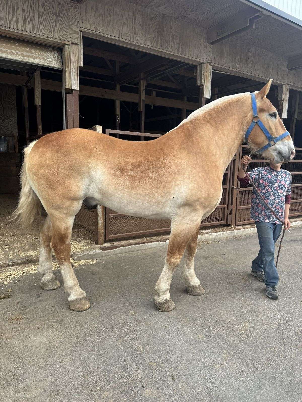 11 Year Old Belgian Pulling Bred Gelding