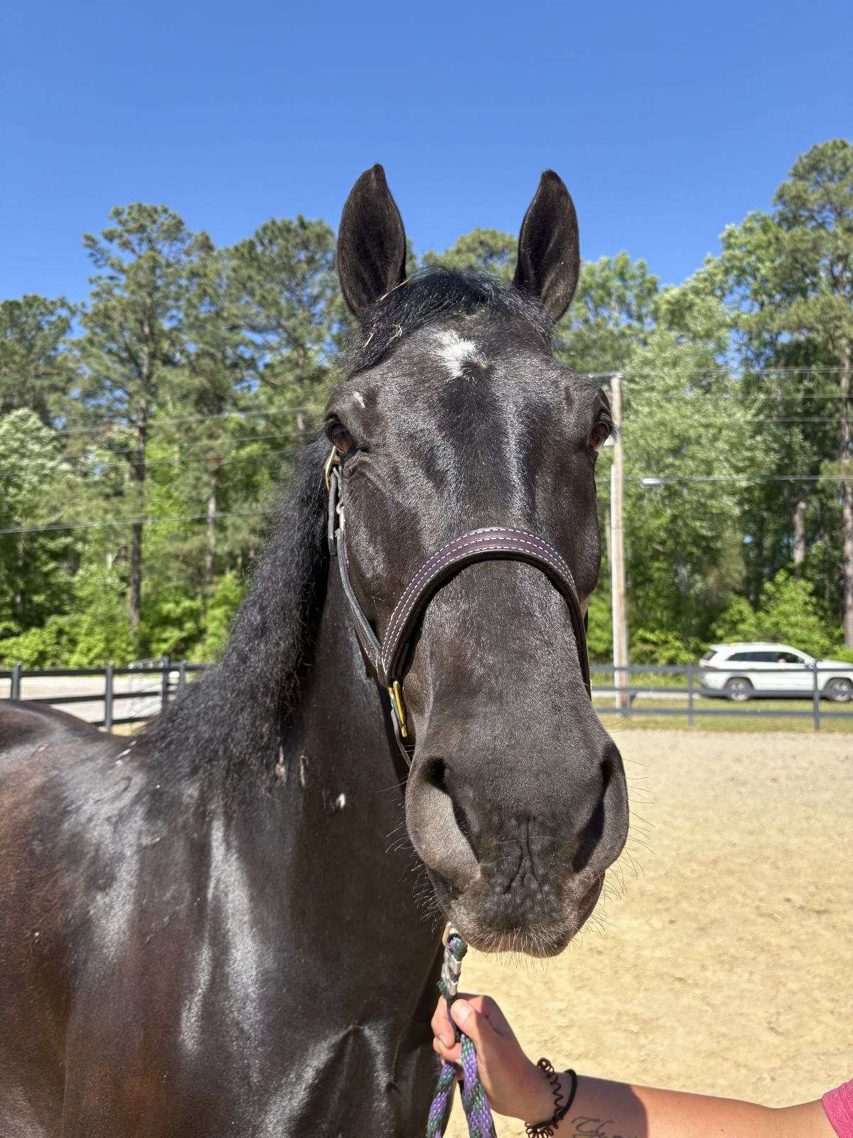 Black QH Cross