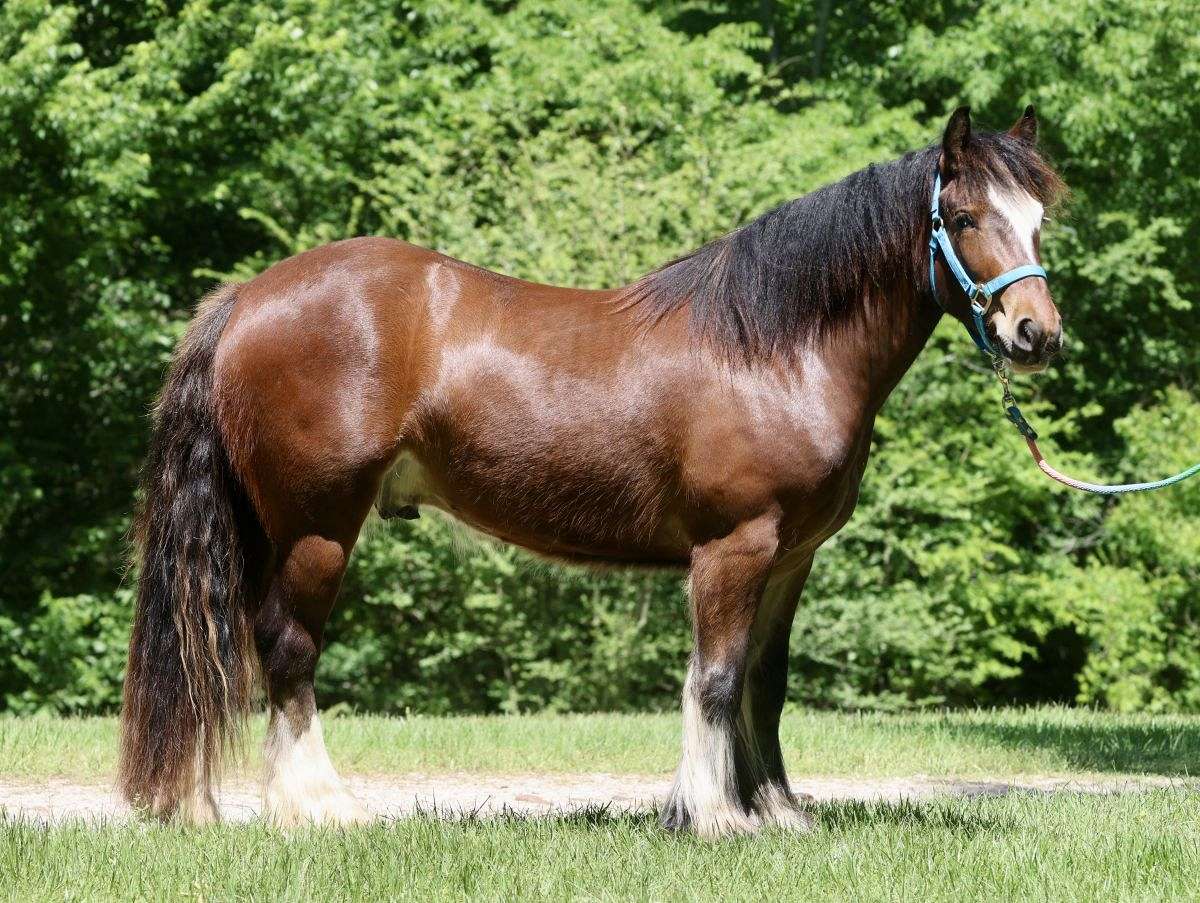 Bay Gypsy Horse Gelding