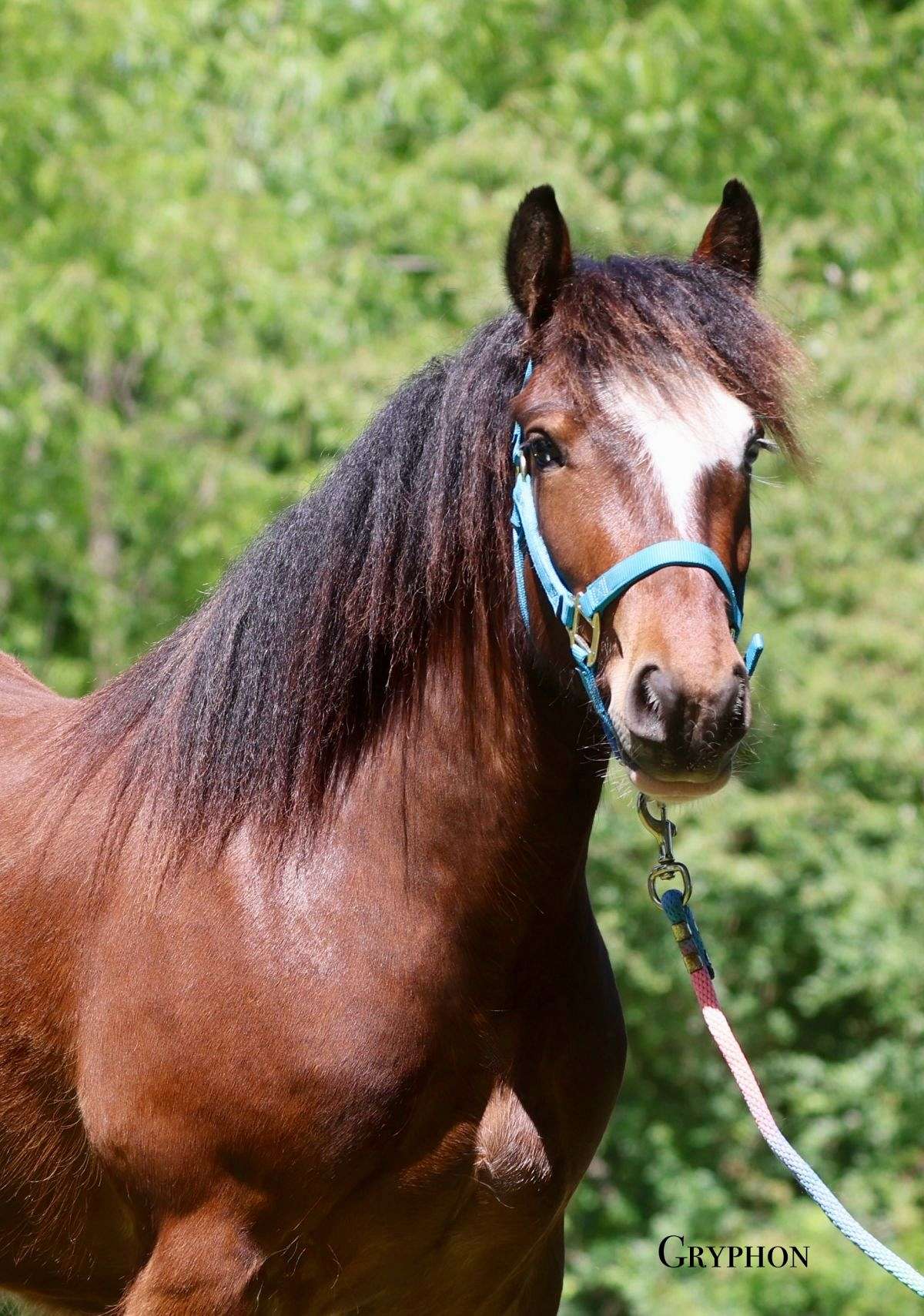 Bay Gypsy Horse Gelding