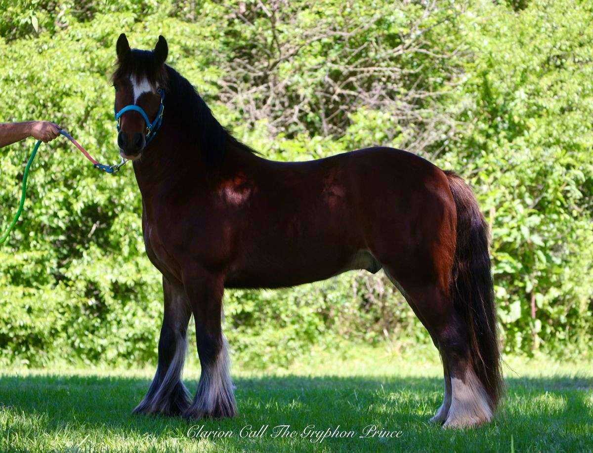 Bay Gypsy Horse Gelding