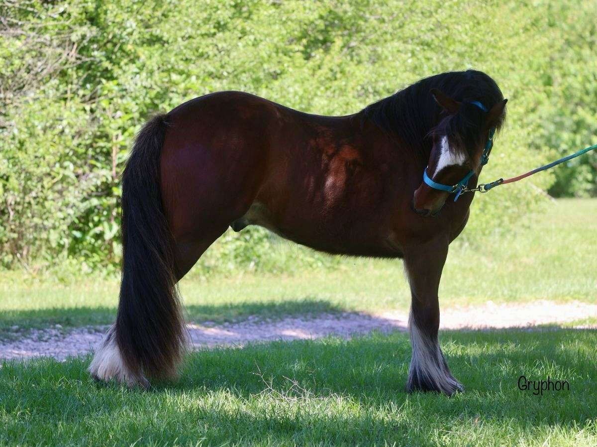 Bay Gypsy Horse Gelding