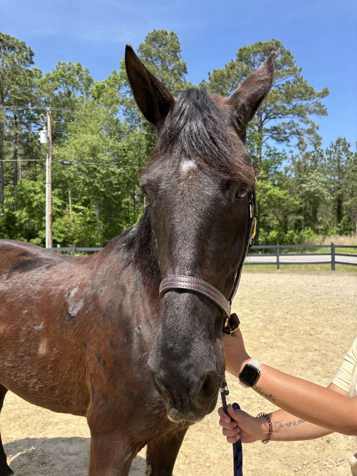 Draft Cross Mare