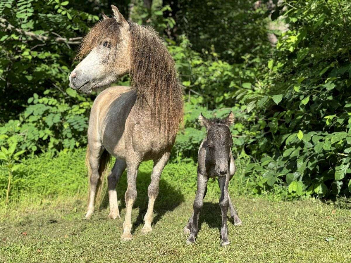 Four Year Old Buckskin Mini Mare
