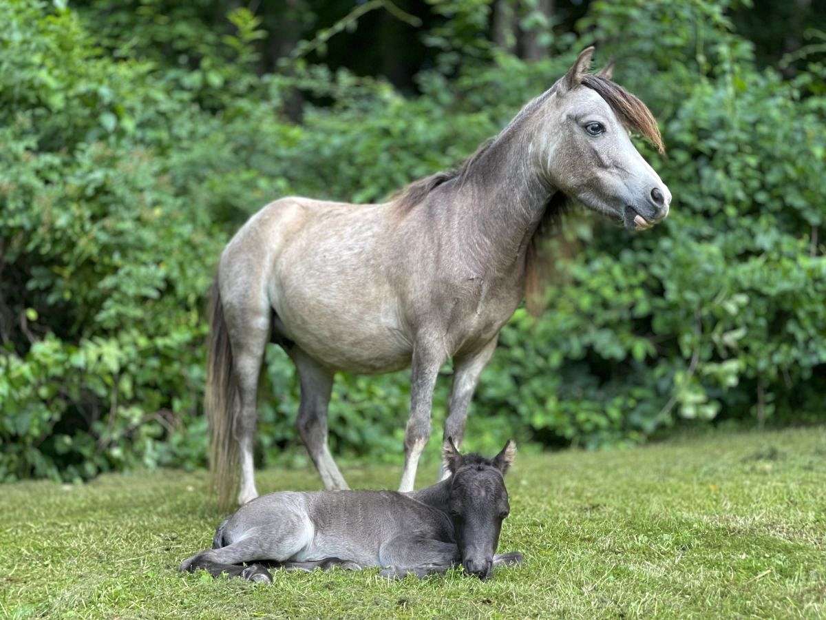 Four Year Old Buckskin Mini Mare