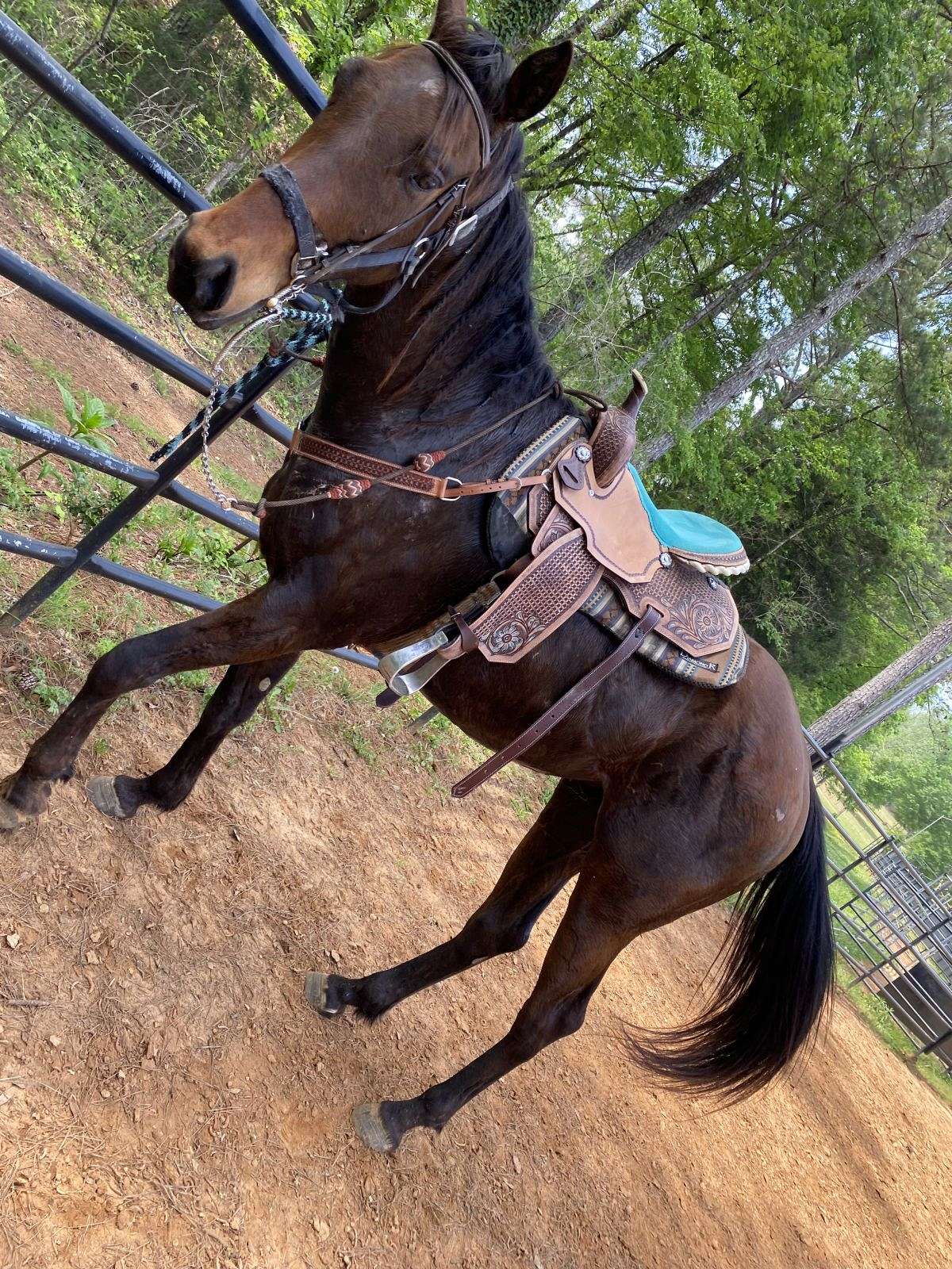 3y Old Bay Gelding