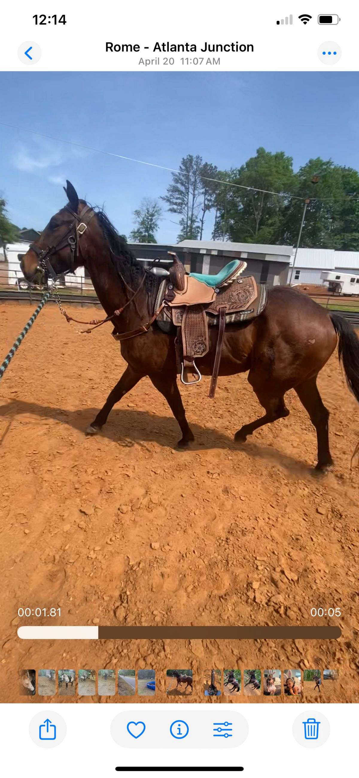 3y Old Bay Gelding